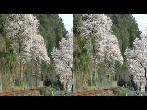 [3D] SAKURA and Steam Trains
