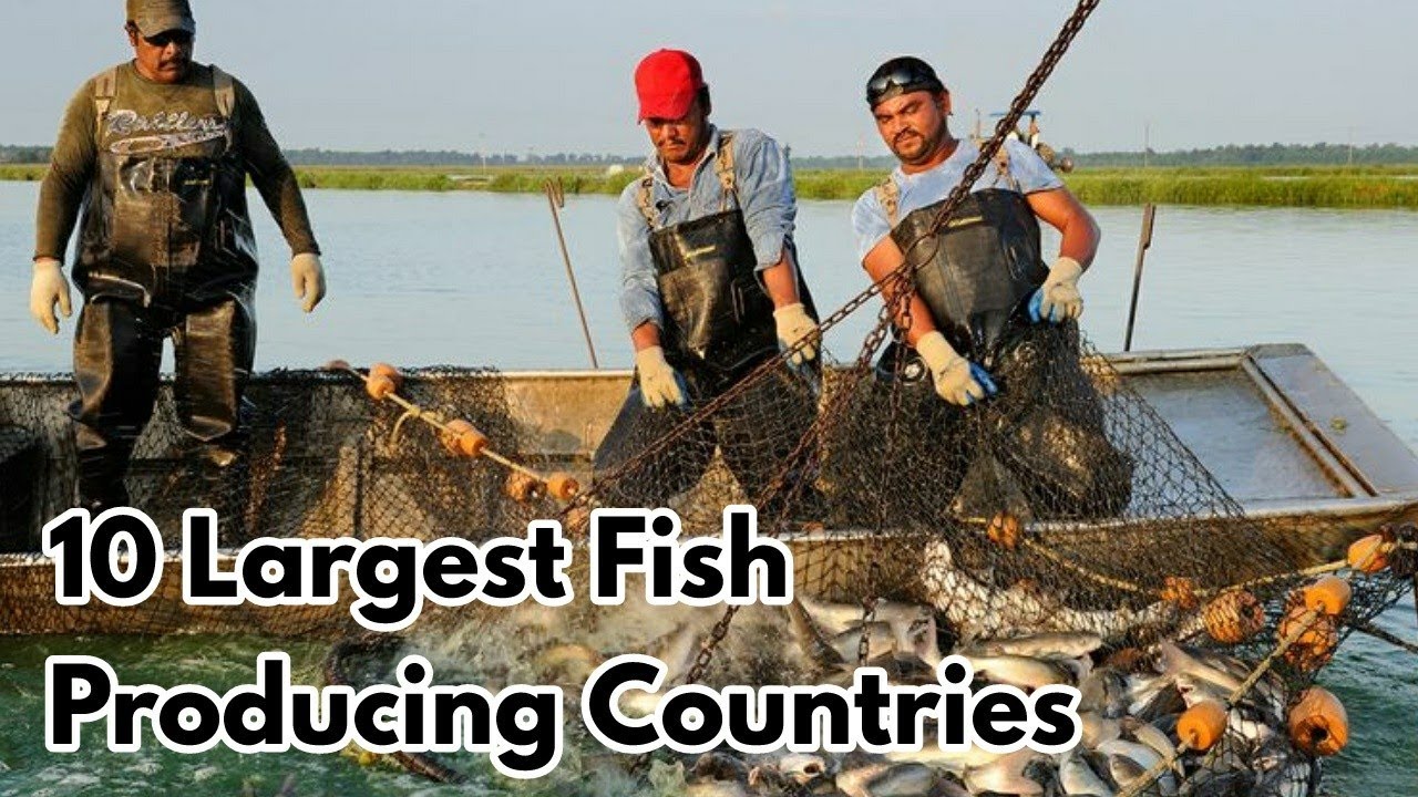 Top 10 Largest Fish Producing Countries In The World - YouTube