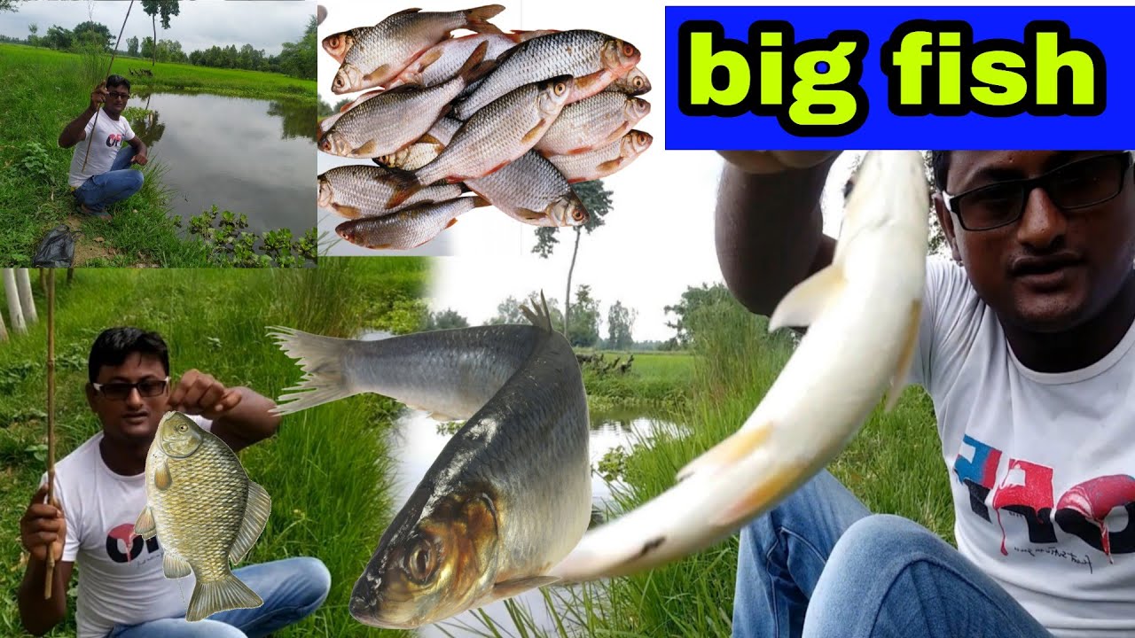Big Fishing video | big fish | blog video | bansi me machhli marne ka ...