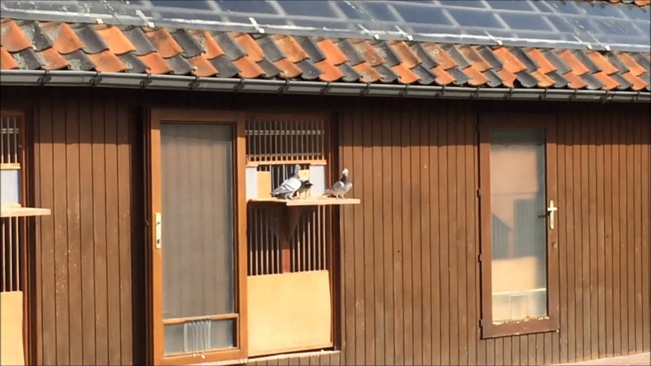 Octávio Ribeiro Roger Persoons Bélgica, abril de 2015 - YouTube