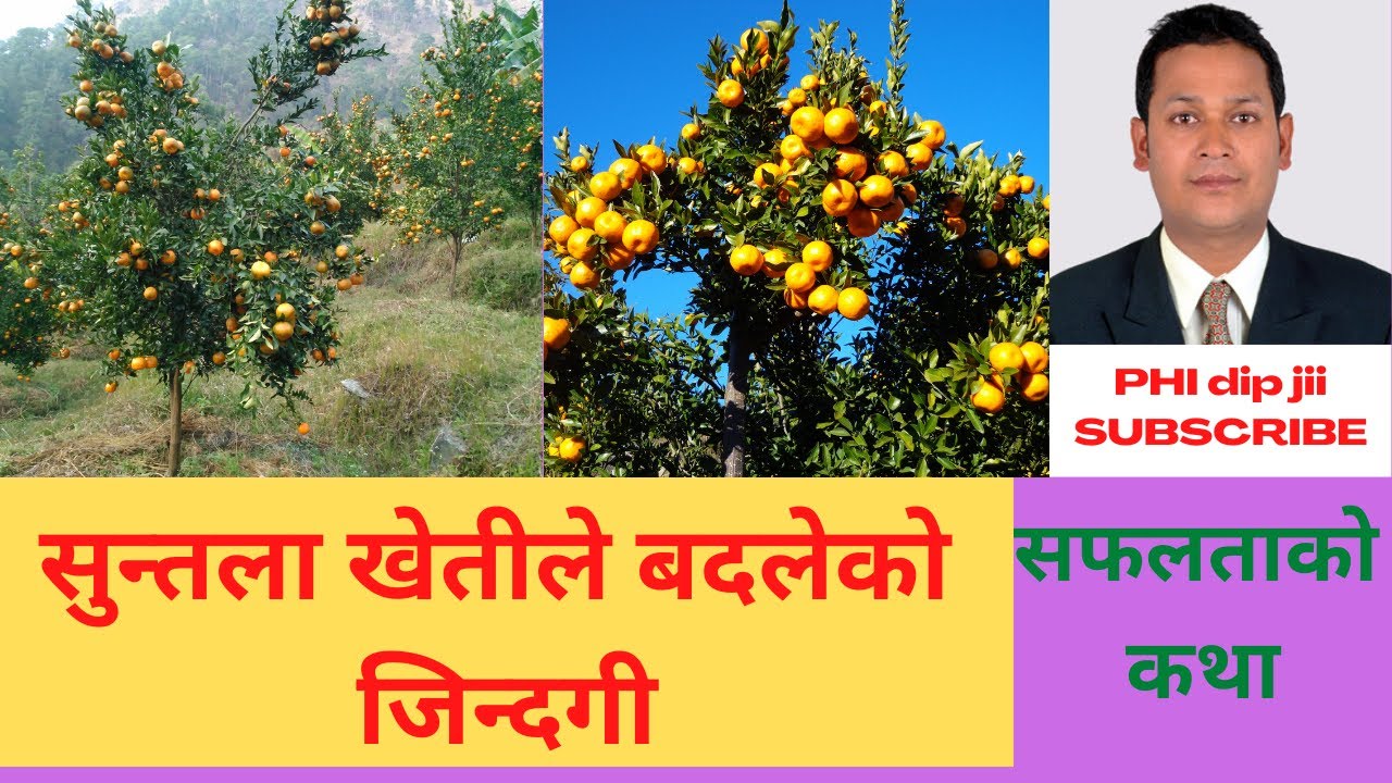Nepali Organic orange । The Story of Sufficiency in Agriculture ...