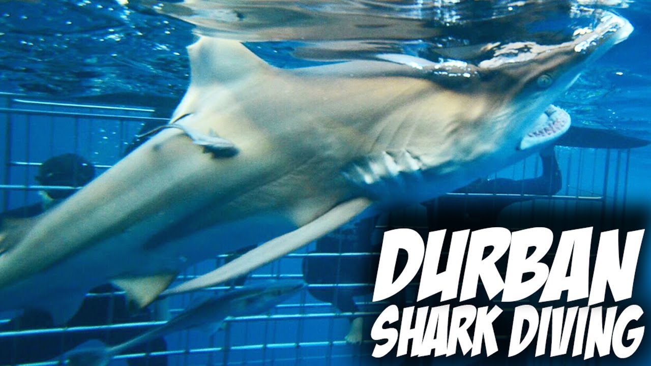 Swimming with SHARKS in Durban - South Africa | Travel Vlog #55 - YouTube