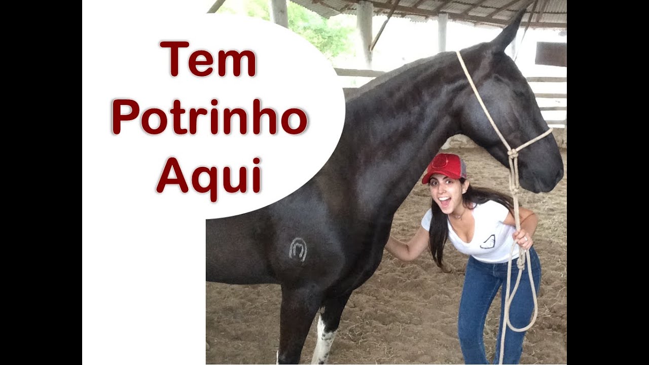 Como cuidar de uma Égua Prenhe - Por Gabi Gobo, Blog Jeito de Cowboy ...