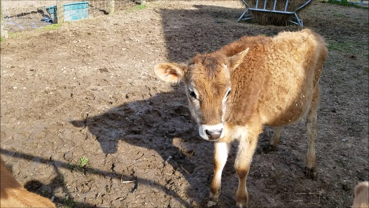 Calves and Hay - YouTube