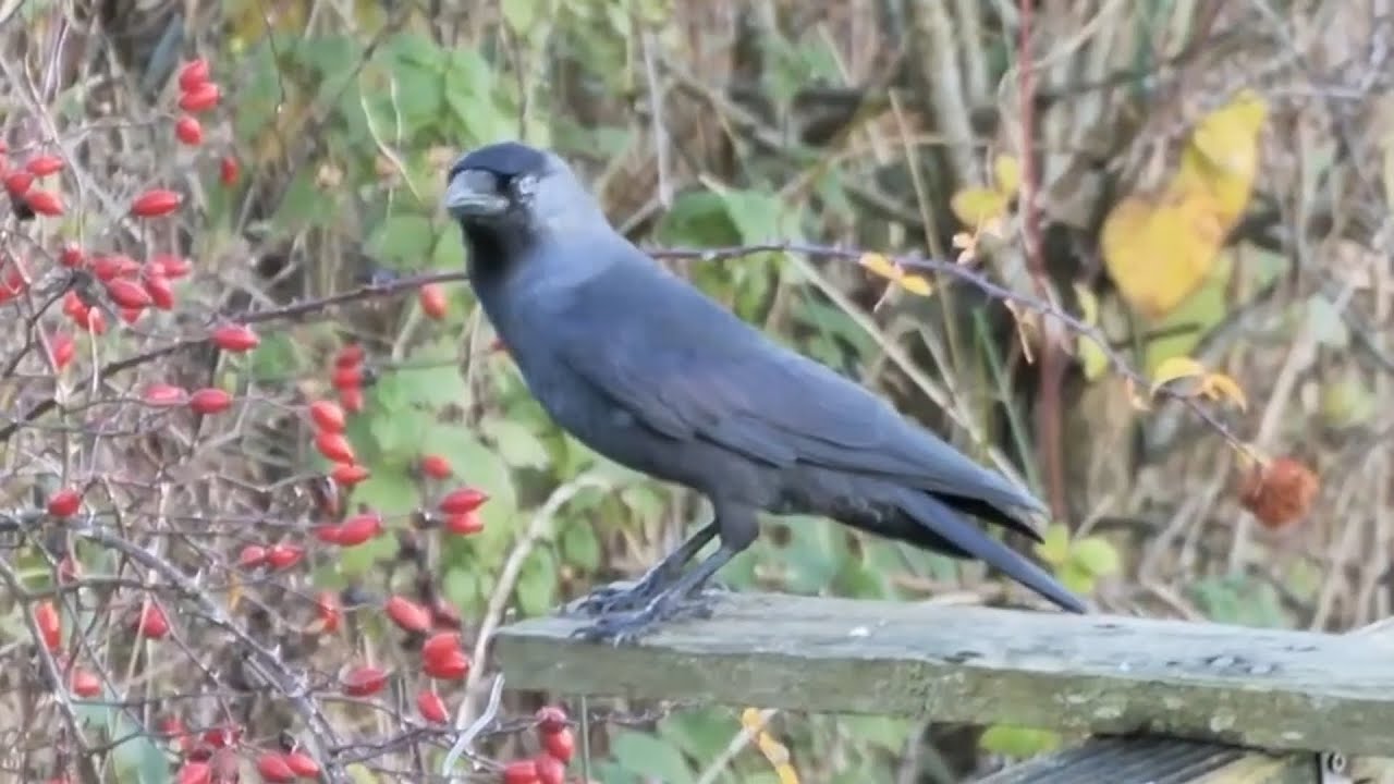 JACKDAW - YouTube