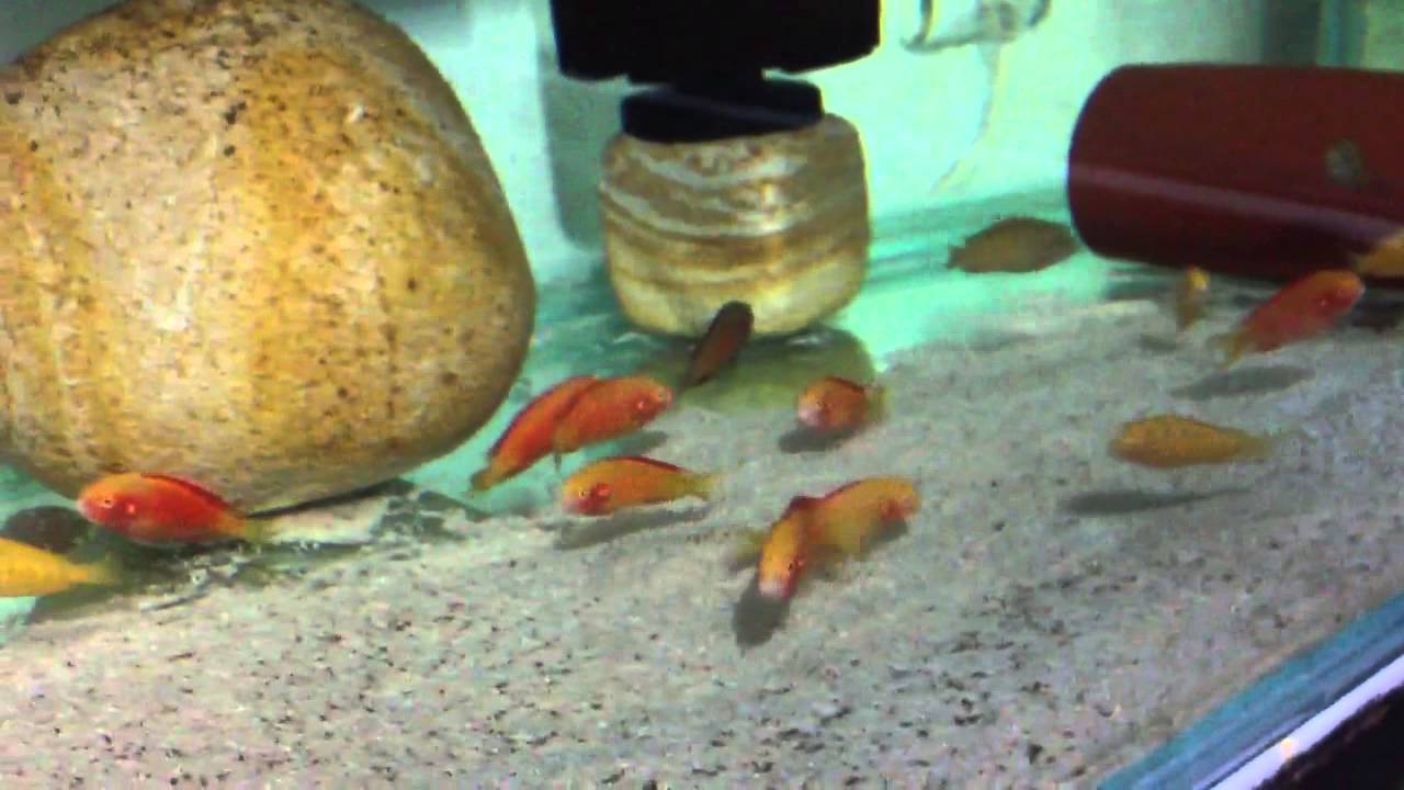 Very rare tropheus chipimbi albino - YouTube