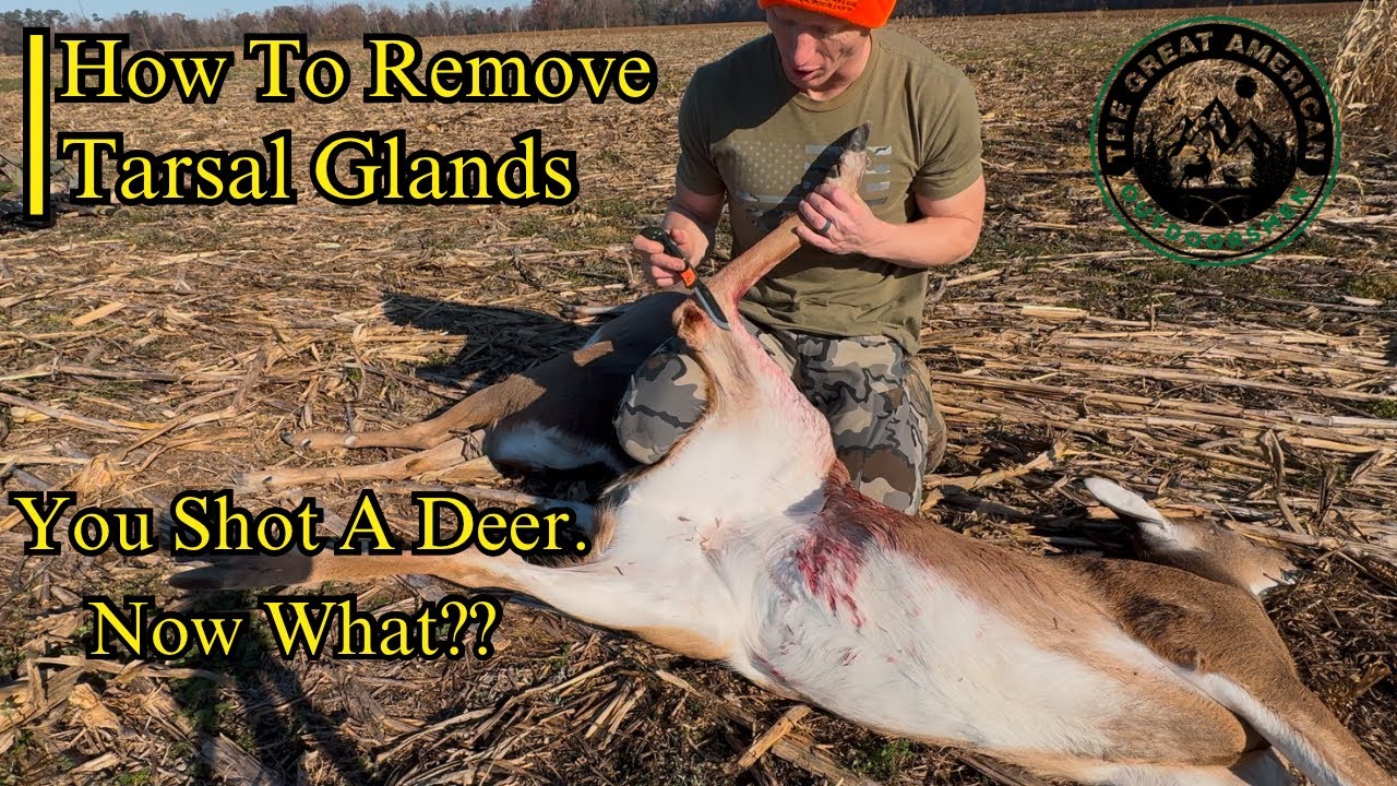 How To Remove Tarsal Glands | DIY Deer Processing - YouTube