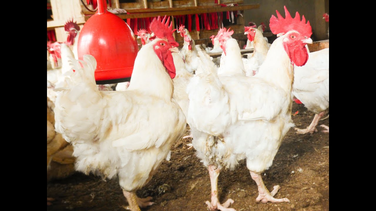 Karibu Kilacha Poutry Farm ujipatie kuku wa nyama wakubwa na wenye ...