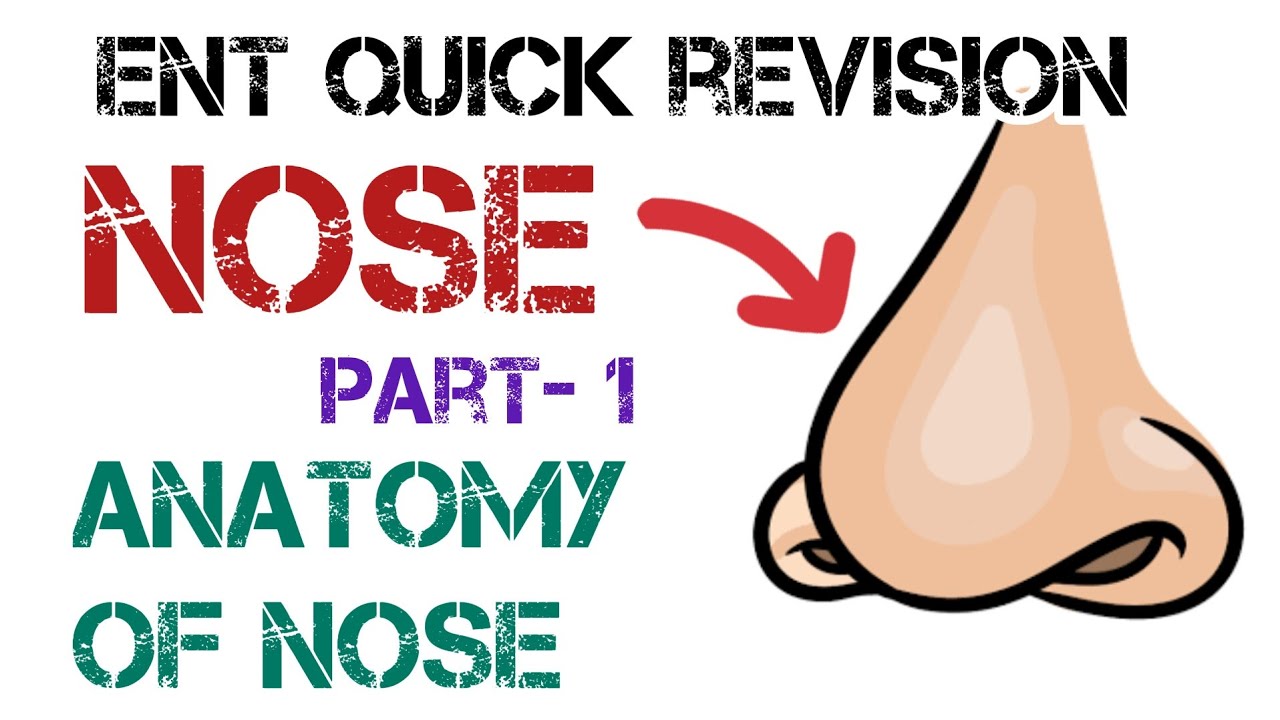 Nose Anatomy 101: External Features, Medial Wall, and Lateral Wall ...