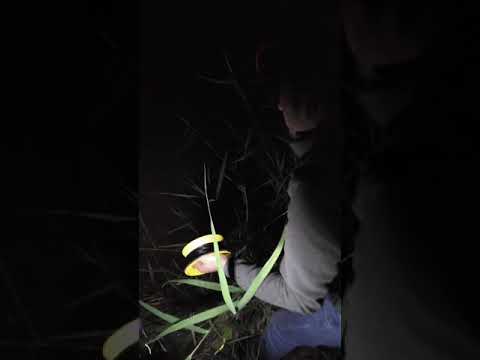 Cat fish fishin dev yayın balığı avı big fish big cat fishing