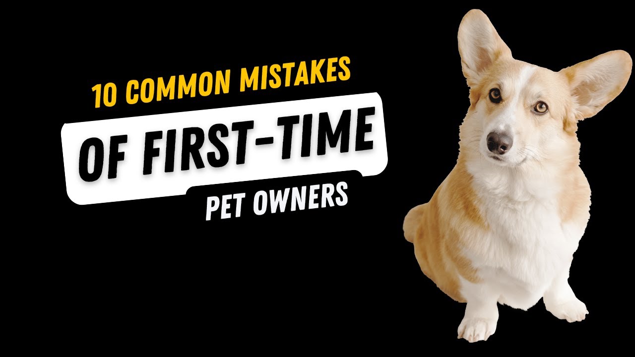 Avoid Common New Pet Owner Mistakes: Top 10 Tips - YouTube