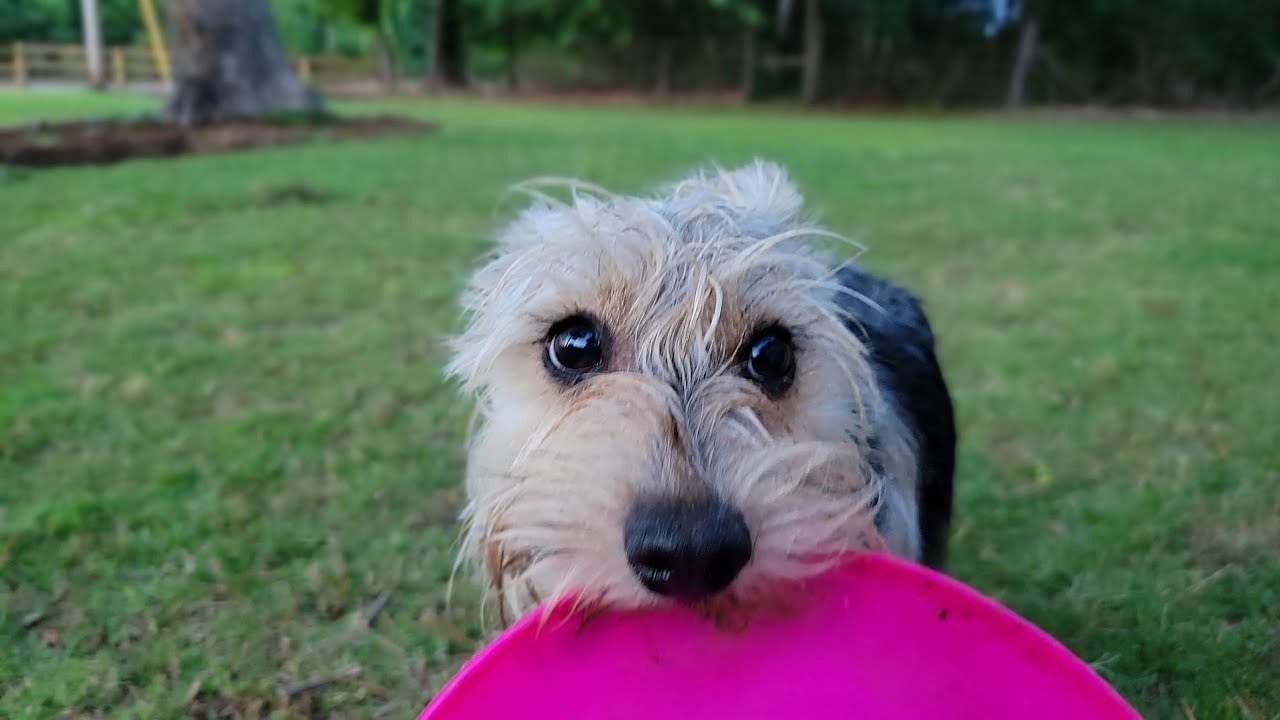 Frisbee with Charlie the Schnauzer while the bird dog watches. - YouTube