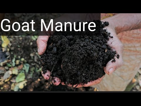 How to make Goat manure | Goat manure is a dry, organic fertilizer that ...