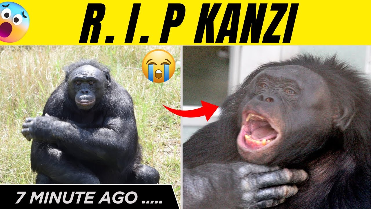 Kanzi the Bonobo Death | The Genius Ape Bonobo Passed Away - YouTube