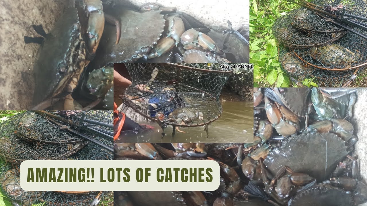 Crab hunting using traditional tools in the middle of the river | waww ...