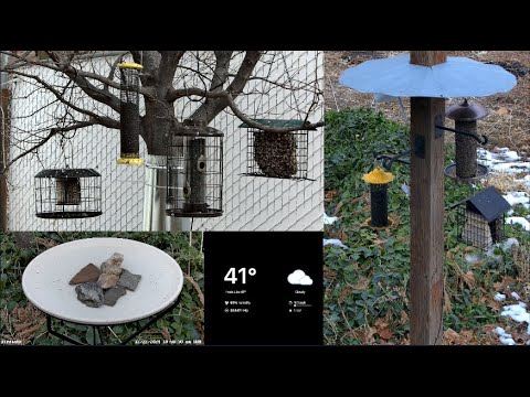 Northern Utah Backyard Birds - YouTube