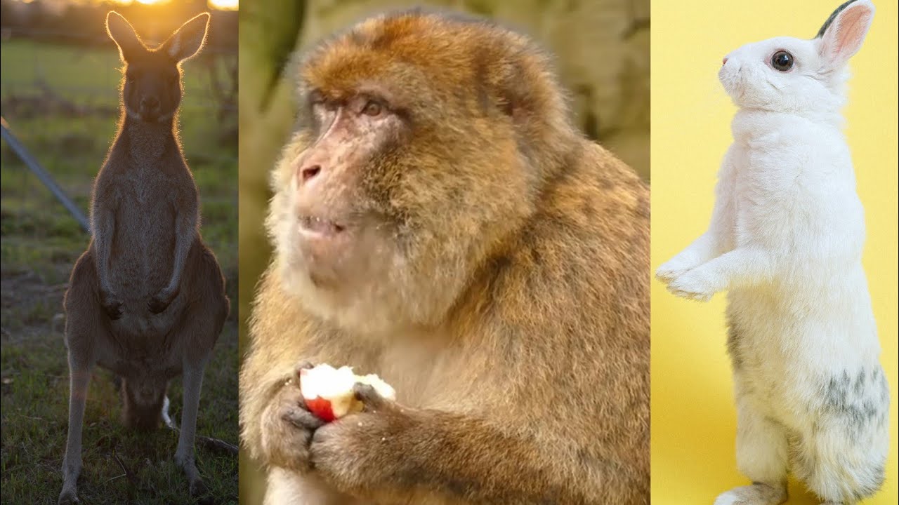 Adorable Rabbits|Kangaroos & Cats.Cute and funny Rabbits monkey &Cat ...