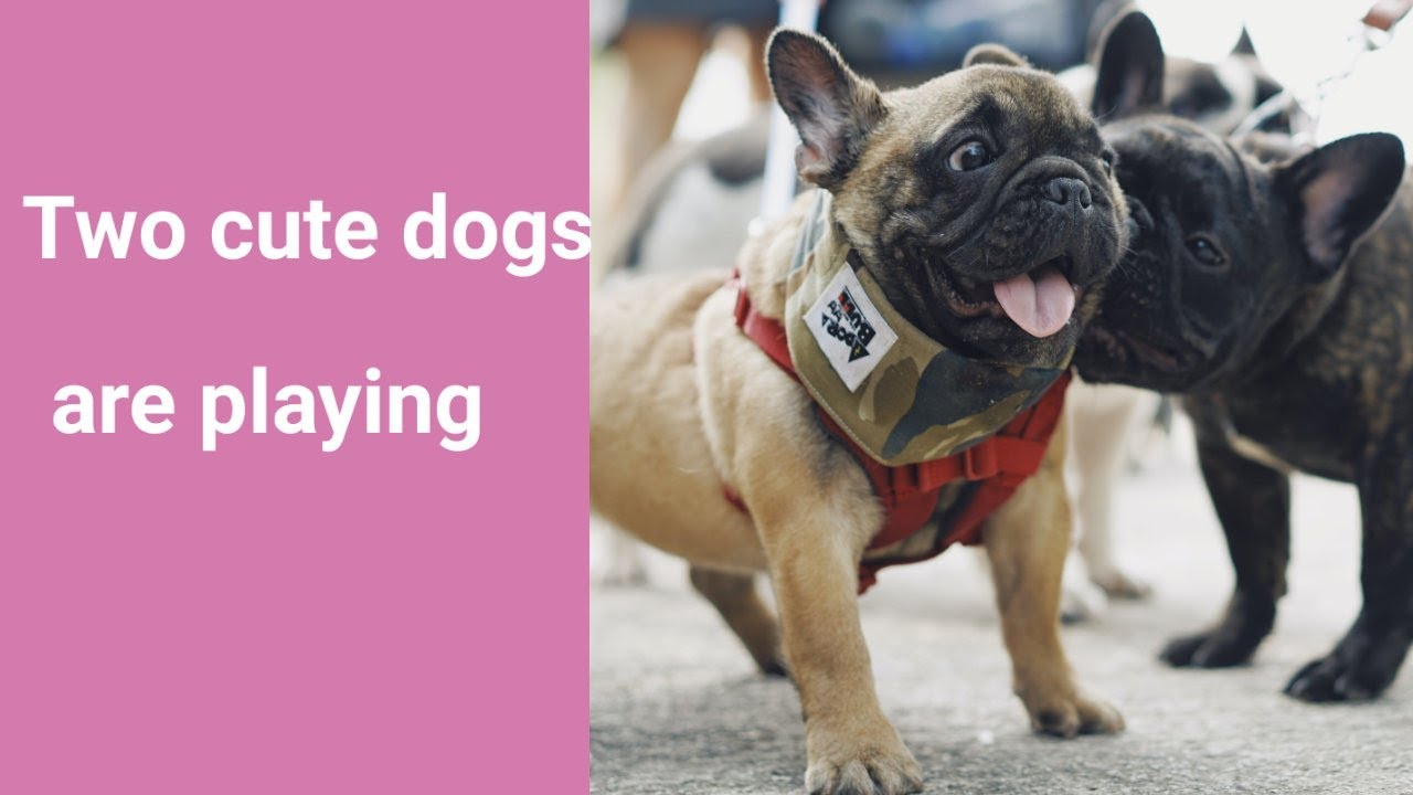 puppies- cute and funny Dogs video - YouTube