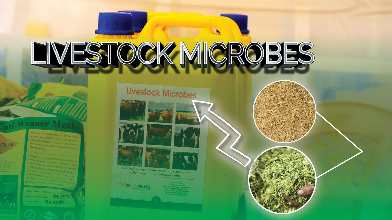 A Comprehensive Guide On HOW To Use MOLAPLUS LIVESTOCK MICROBES ...