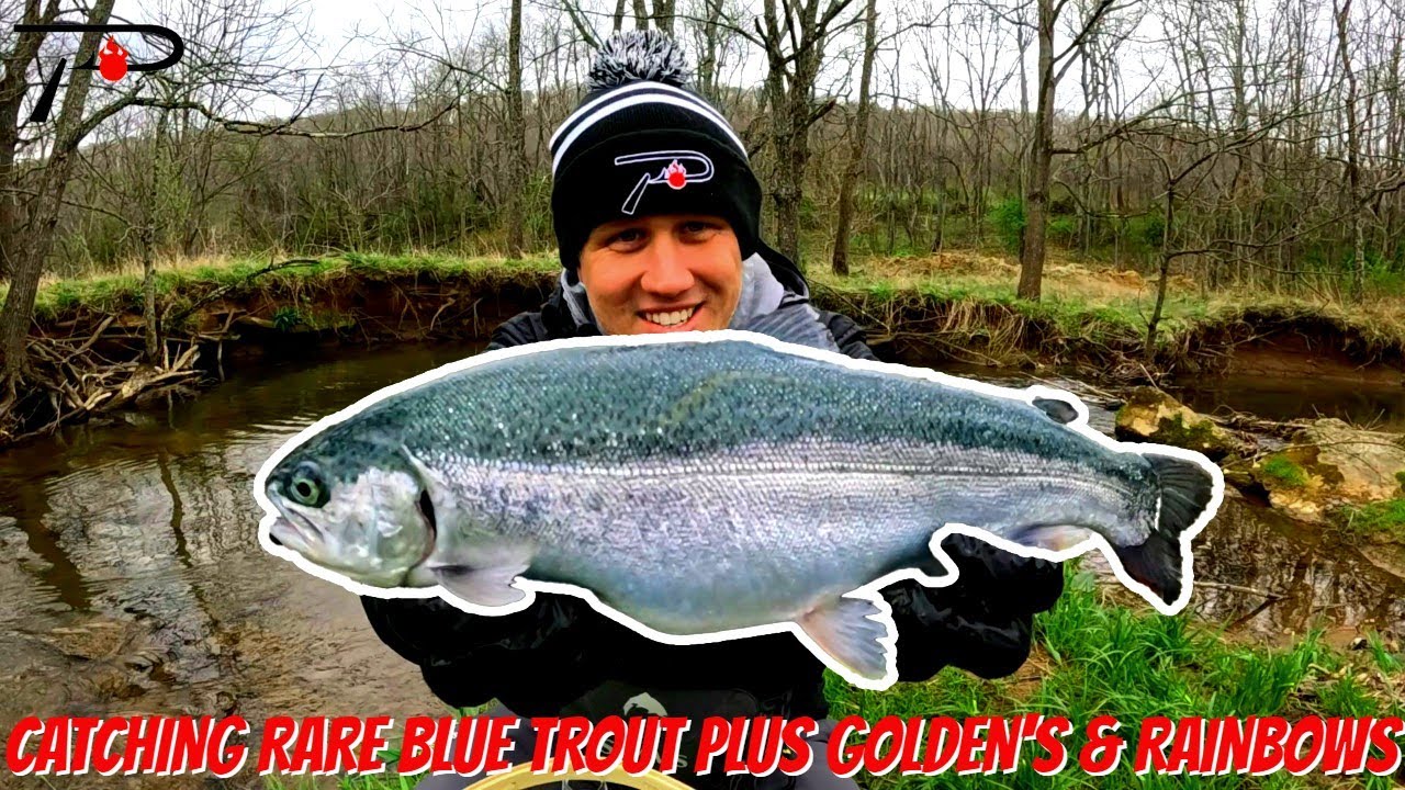 Fishing for Rare Blue Trout + Goldens & Rainbows - YouTube