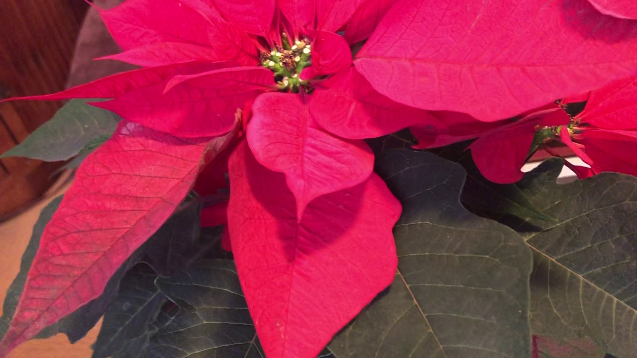 Flor De Nochebuena Historia Características Y Significado Youtube