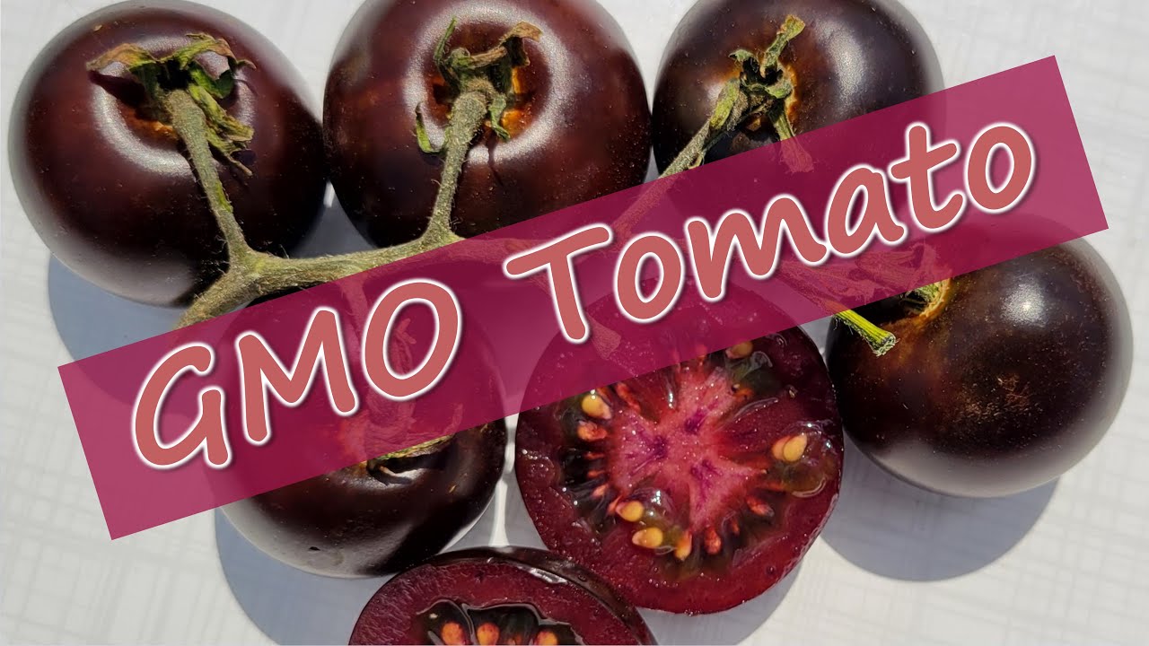 The New Purple GMO Tomato & My Thoughts After Growing It - YouTube