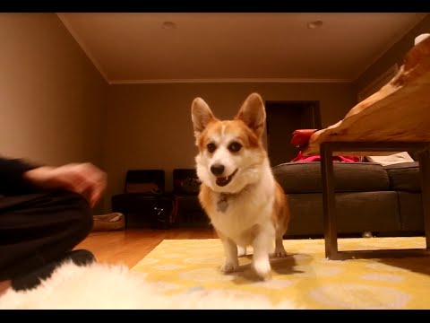 Annoyed Corgi Yuki - Don't Bother Me Playing Ball! - YouTube