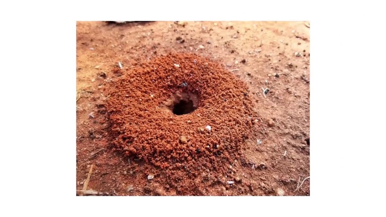 How to Find Ants in Your House - YouTube