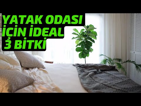 YATAK ODASINDA BAKILMASI UYGUN ÇİÇEKLER 🌸🪴