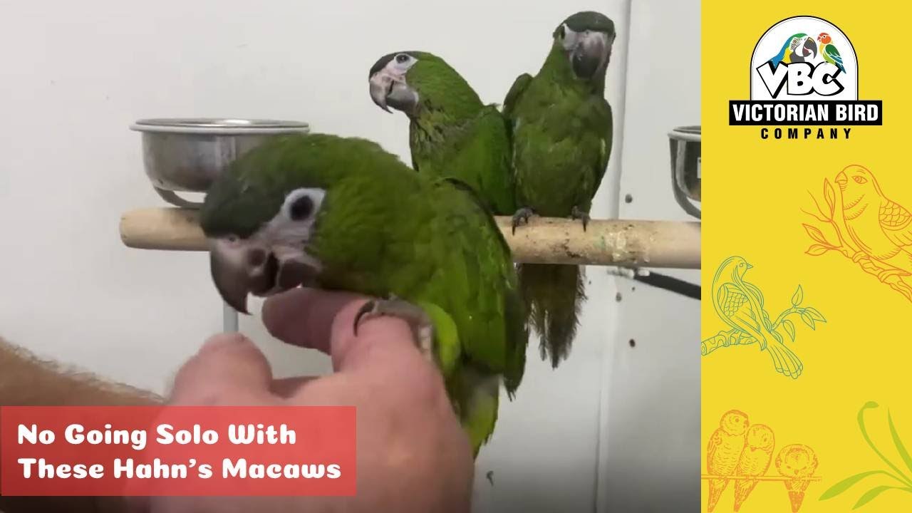 Hahn's Macaws Hand Reared | Victorian Bird Co - YouTube