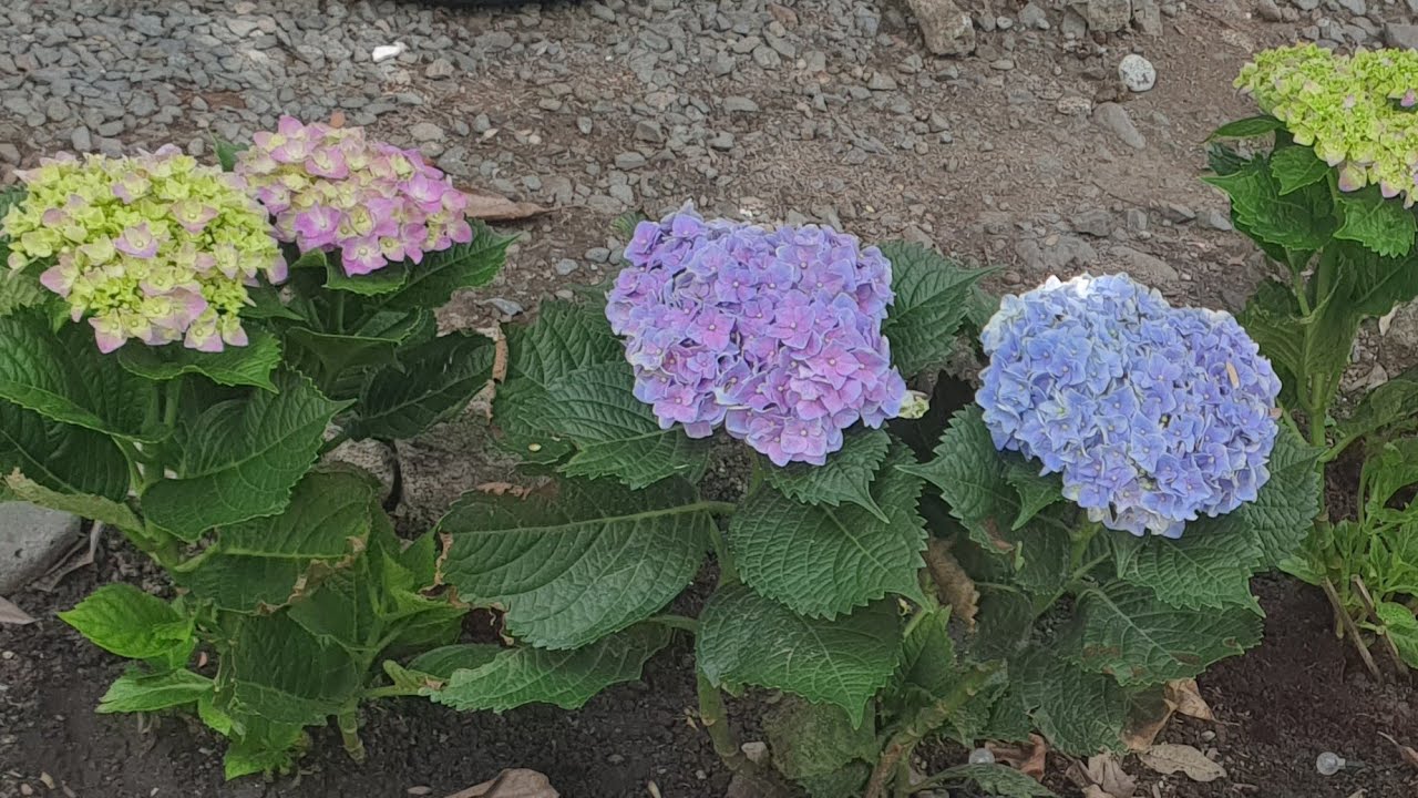 Propagating Hydrangea or MilFlores in the Philippines - YouTube
