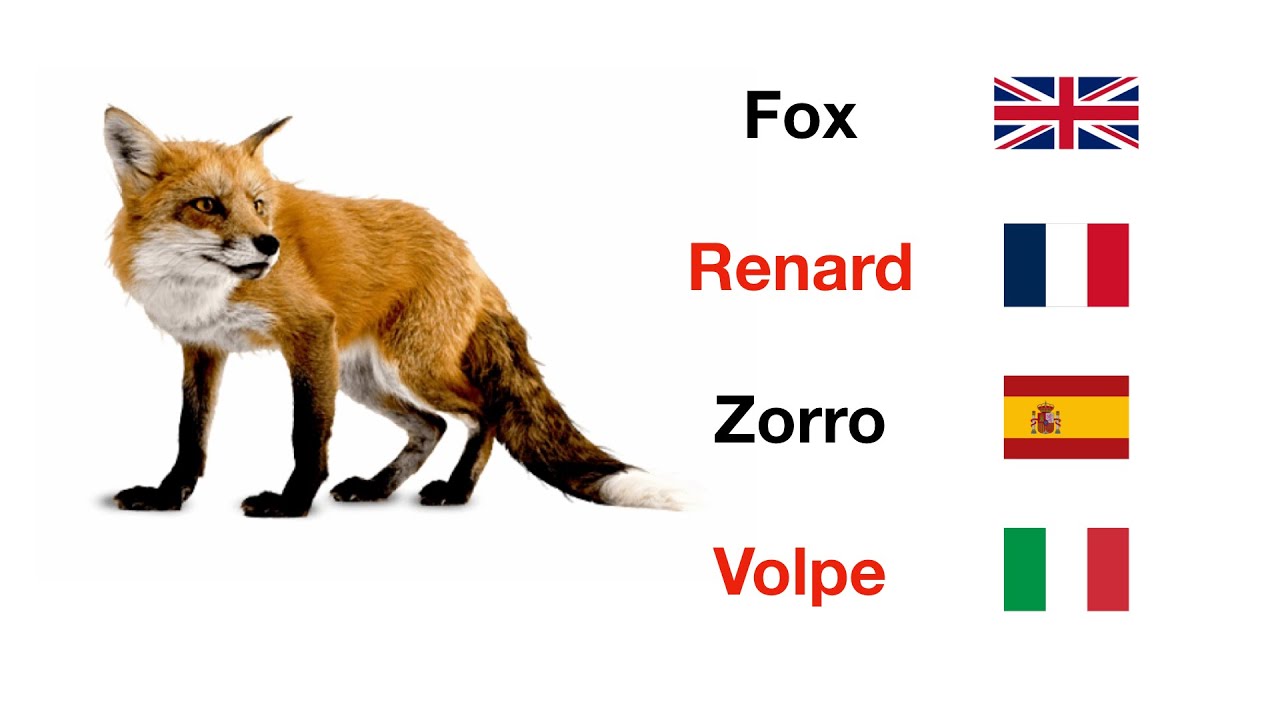 Animals In 4 Languages || English , French , Spanish , Italian. - YouTube