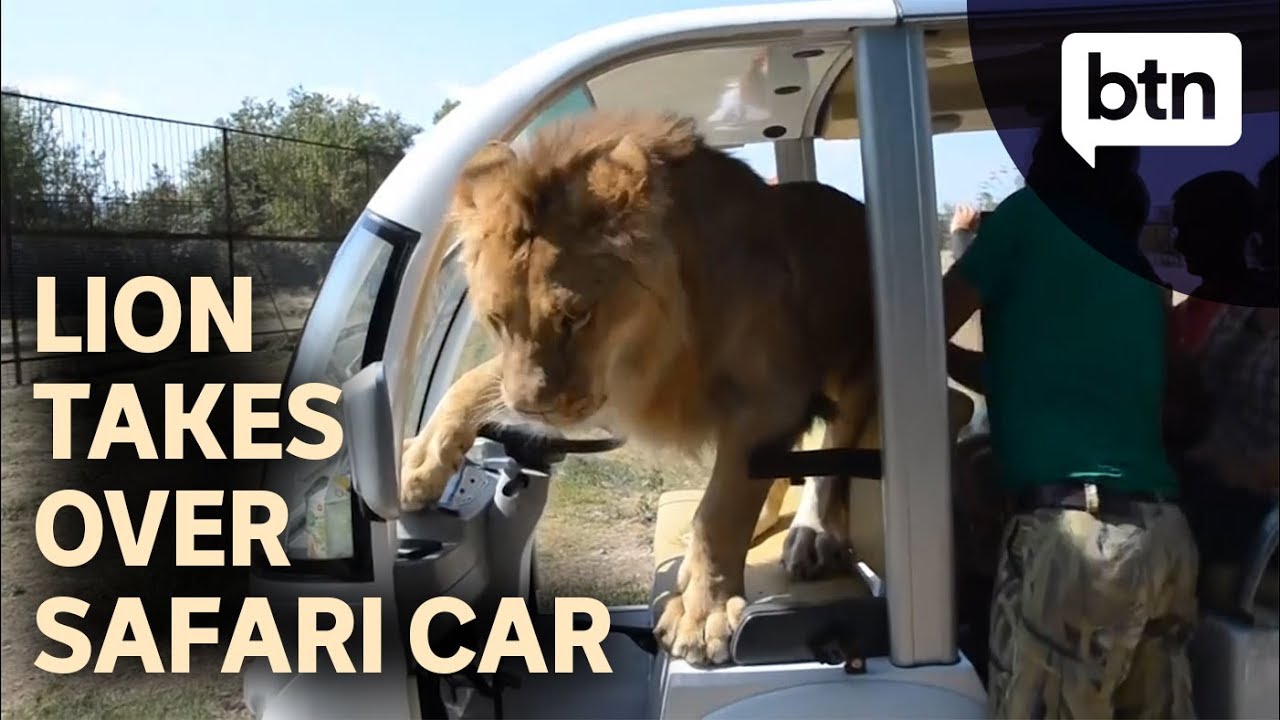 Lion Scares Tourists By Jumping Inside Safari Car - Behind the News ...