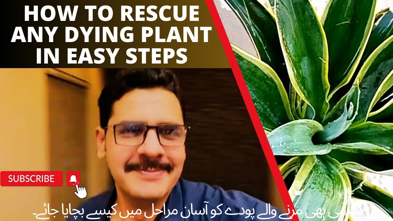 How To Rescue Any Dying Plant in Easy Steps || Plants Issues And ...