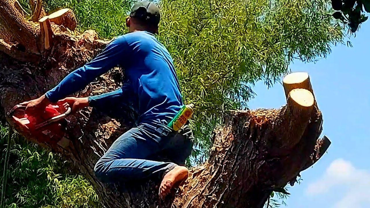 Cưa cây Còng siêu khủng ở dưới bùng / Sawing trees with super huge ...