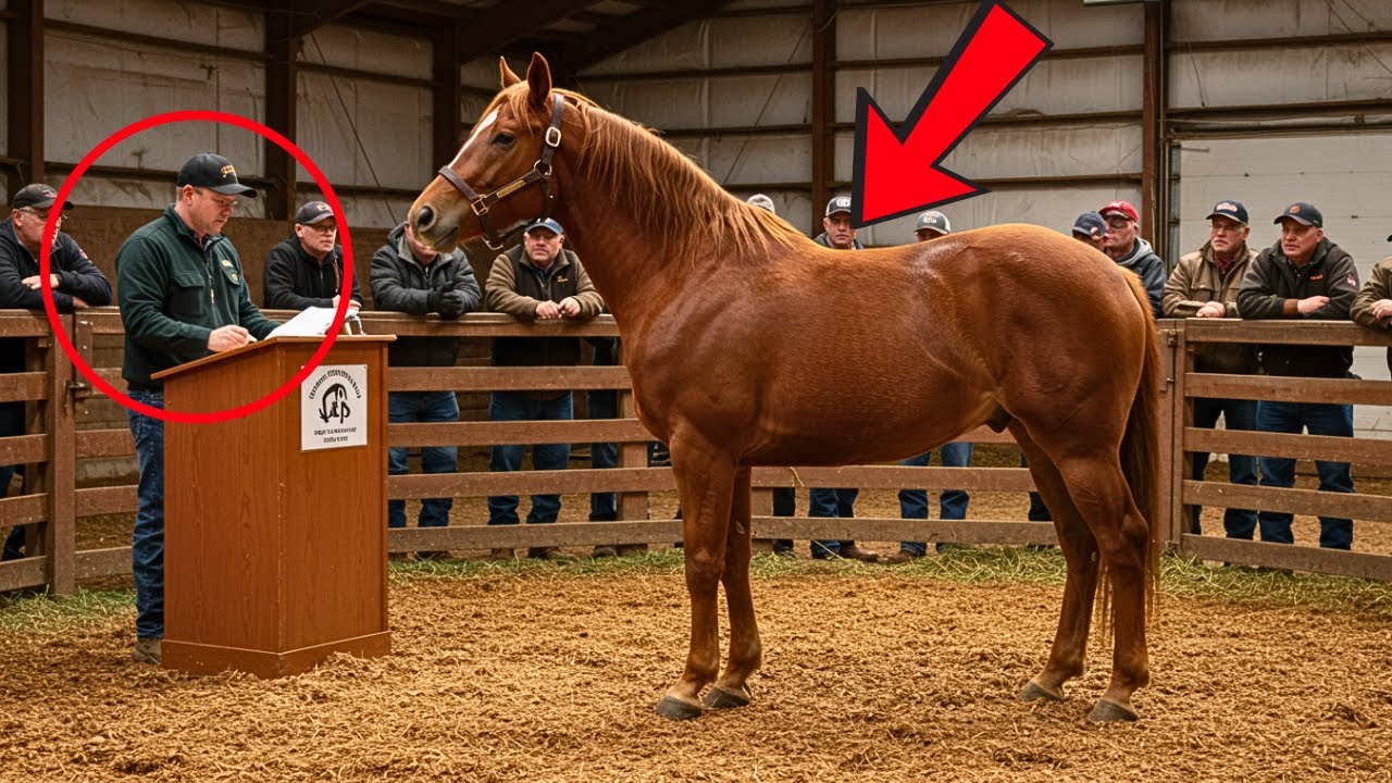 The Farmer Buys an Old Horse Out of Pity—Unaware of the Shocking Secret ...