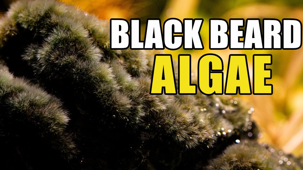 What Causes Black Beard/ Brush Algae and How to Fix it - YouTube