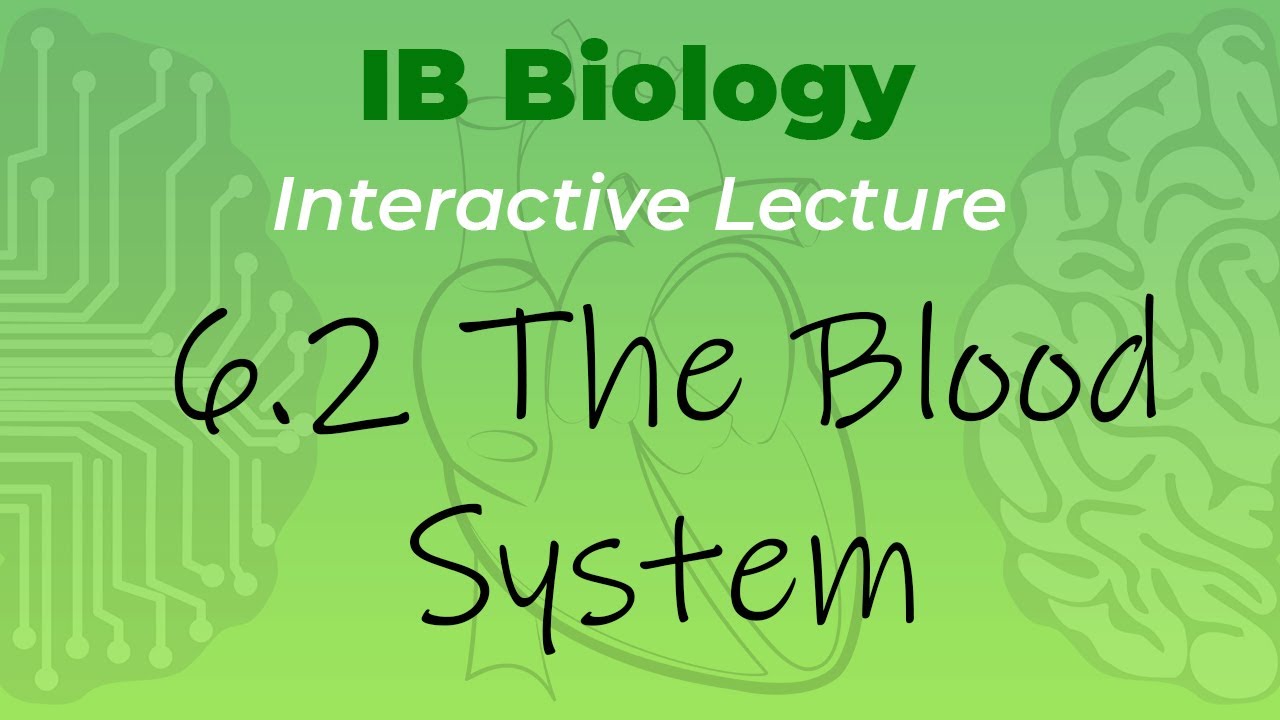 Mr. Leonard's IB Biology Course - 6.2 The Blood System (student handout ...