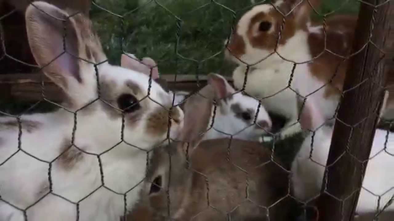 Guess how many? - Rabbit caught feeding her Bunny Babies. - YouTube