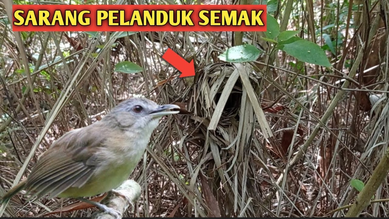 cara mencari sarang burung pelanduk semak di alam liar - YouTube