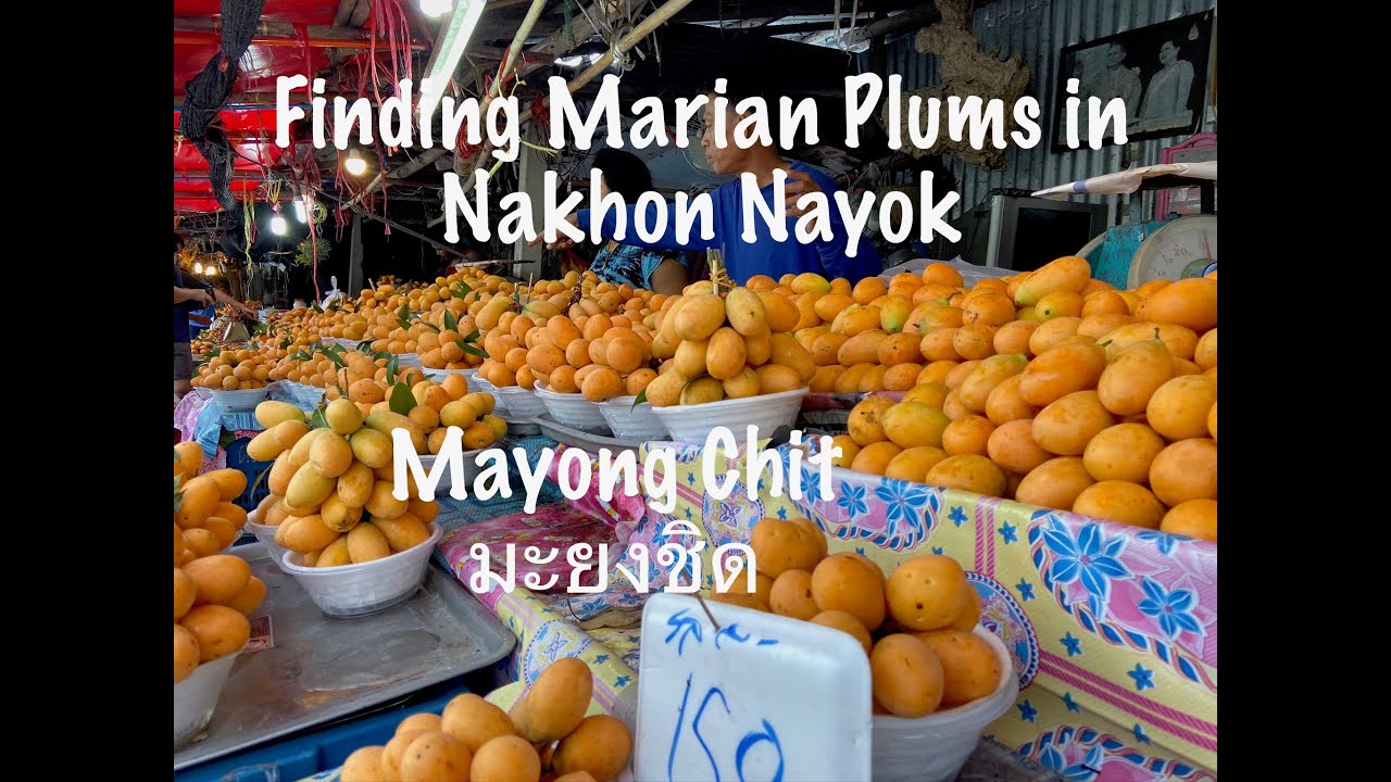 Spontaneous trip to Nakhon Nayok for Mayong Chit มะยงชิด - YouTube