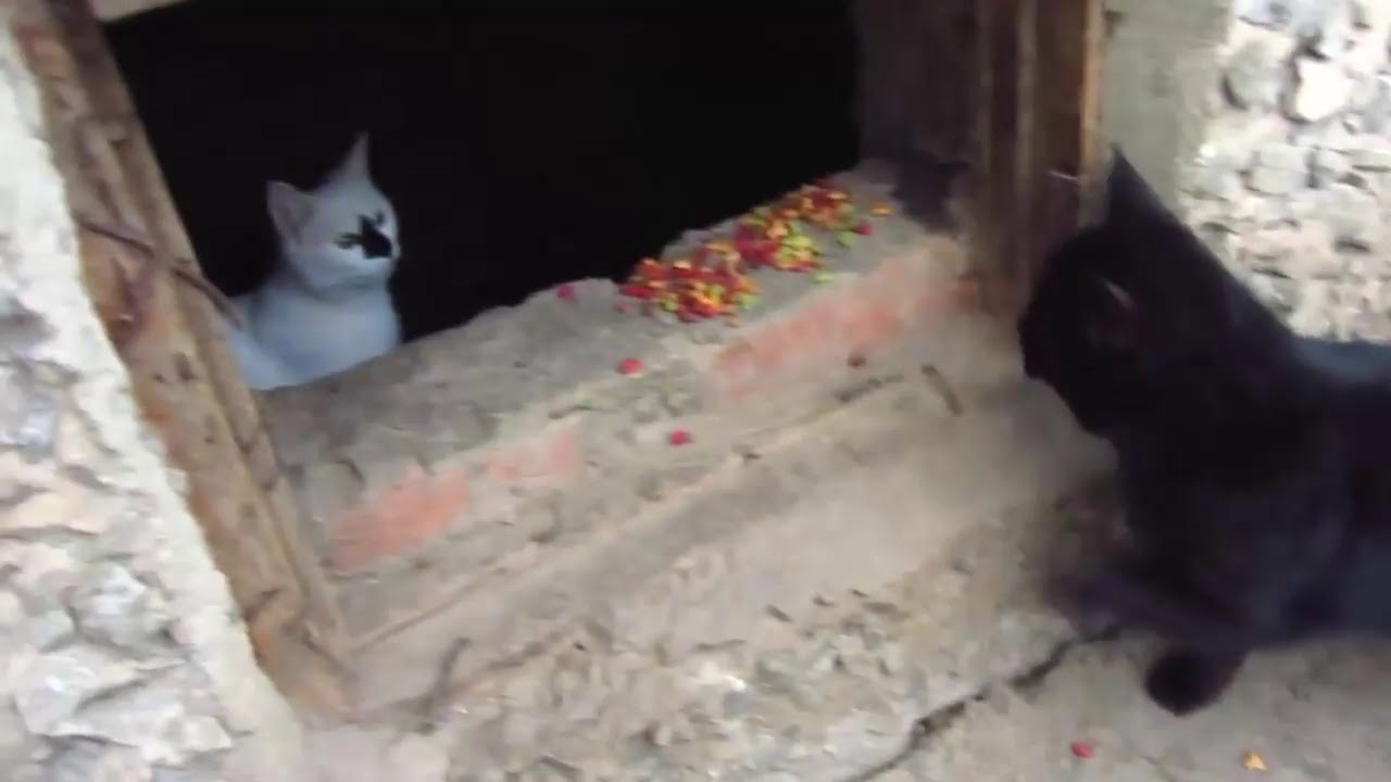 Scared cats jumping from basement9 - YouTube