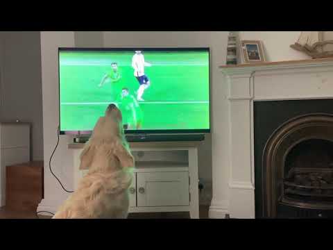 Opera Dog Singing Nessun Dorma - Football’s Coming Home