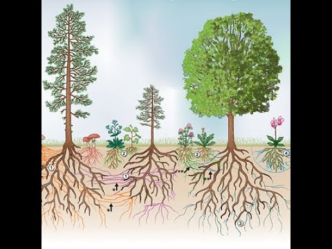 Angiosperms (Habitat, Roots, Stem, Leaf) - YouTube