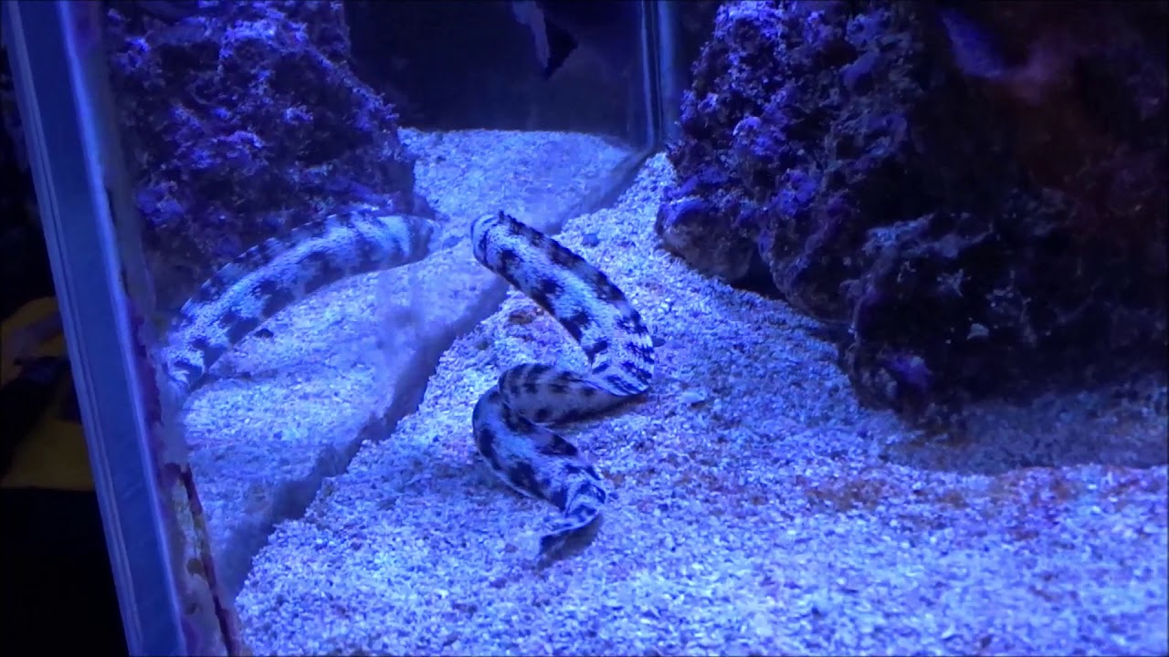 Snowflake Moray Eel - YouTube