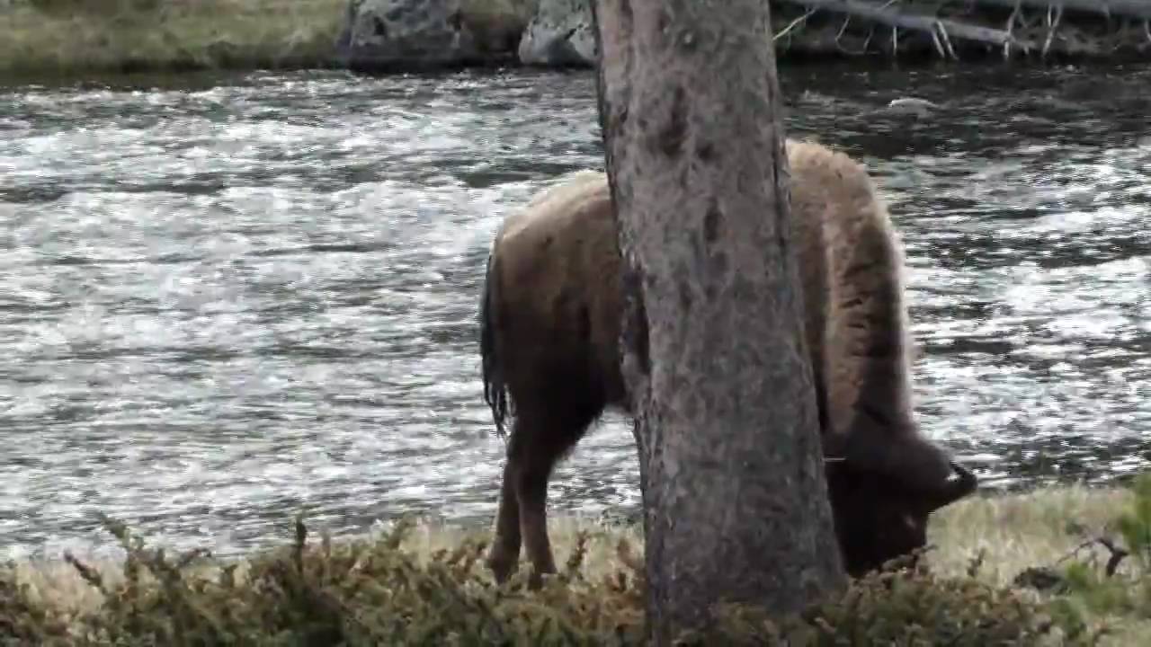 HD Still Wet Baby Bison Tries to Nurse Part 3 - YouTube