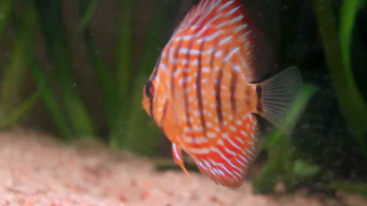 Red Royal Discus