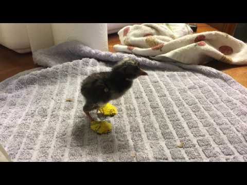 Chicken Sandals! - YouTube