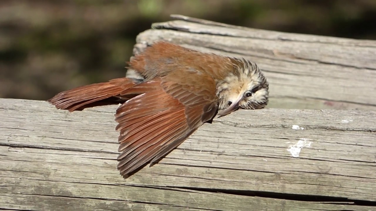 AVES Chinchero chico (Lepidocolaptes angustirostris) - YouTube
