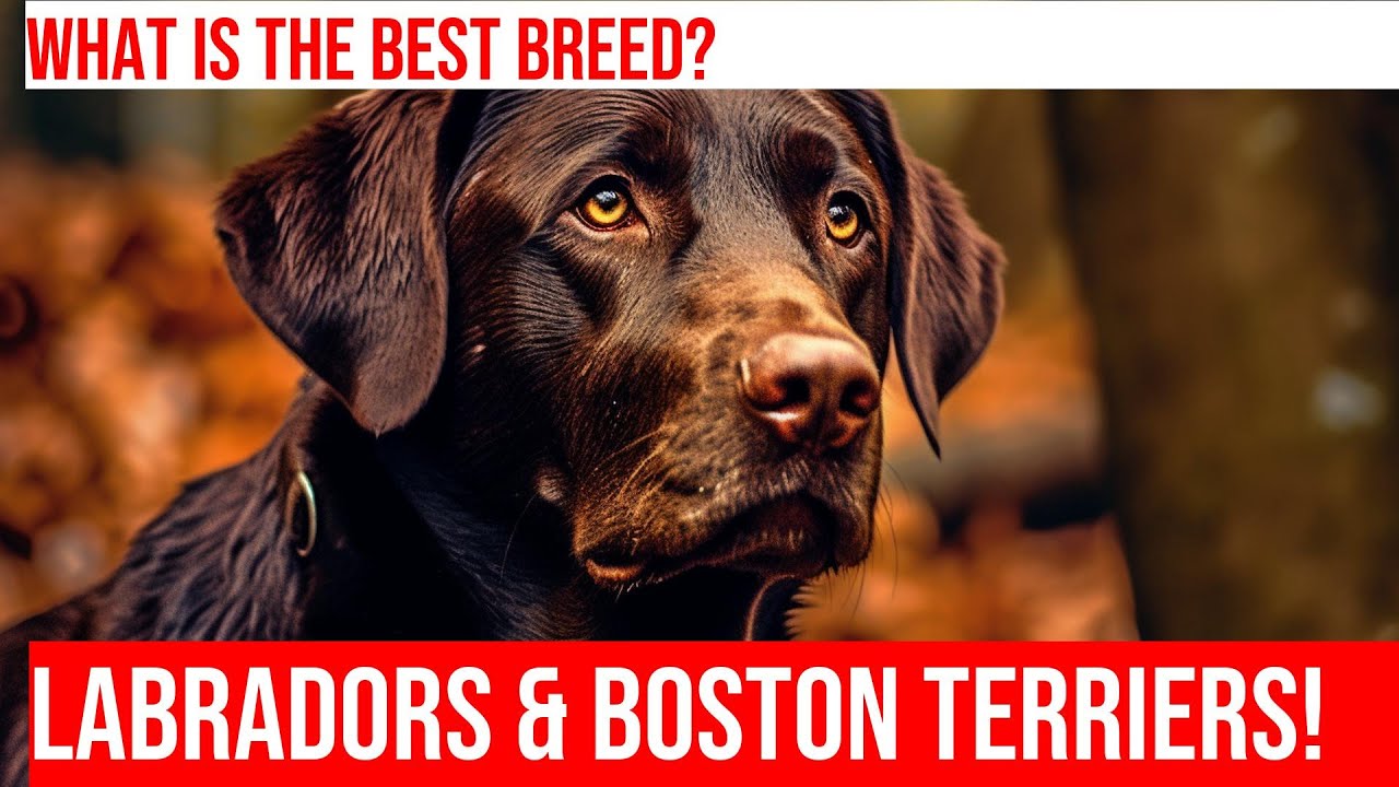 Labrador vs Boston Terrier: Which is Right for You? - YouTube